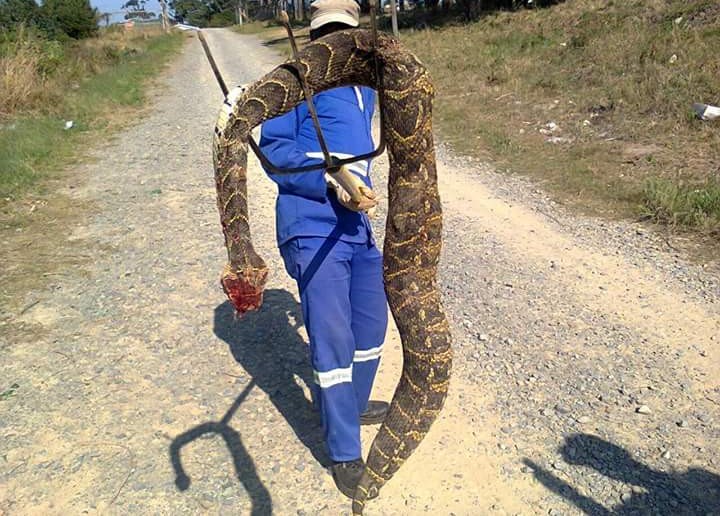 SNAKE.jpg — Institute of Race Relations